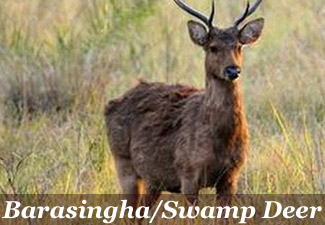 Welcome to PILIKULA BIOLOGICAL PARK