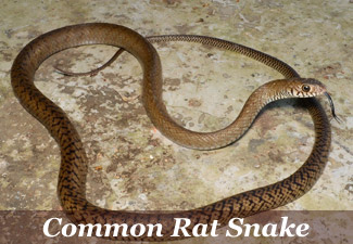 Welcome to PILIKULA BIOLOGICAL PARK